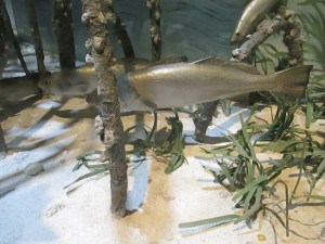 Know and Use Structure - Capt Tony's "Walkingangler"