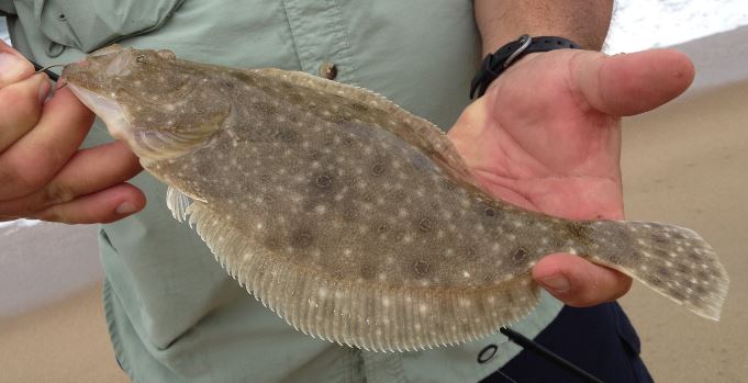 Flounder Season 2021 - Capt Tony's "Walkingangler”